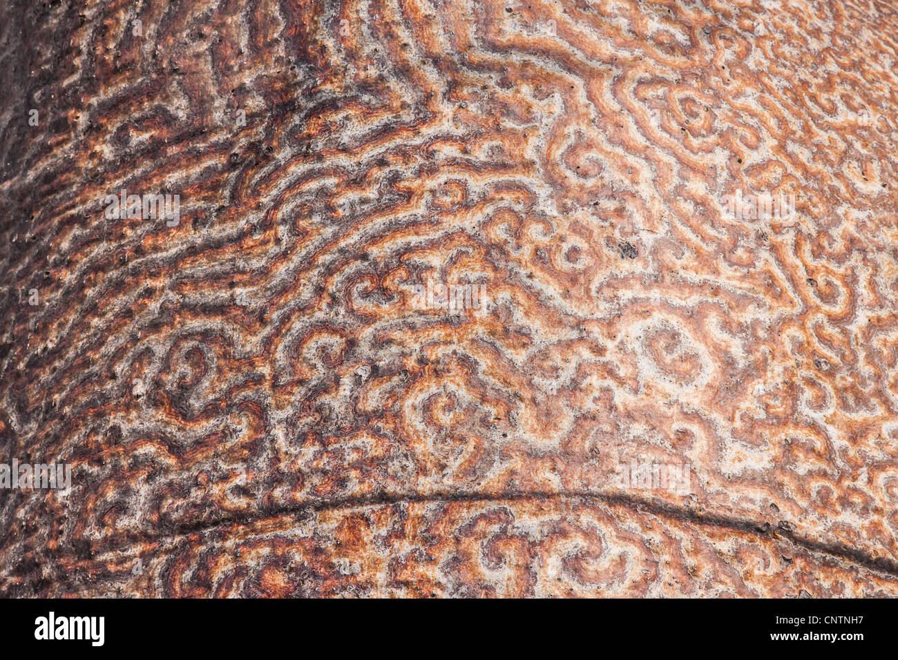 Baobab tree trunk hi-res stock photography and images - Alamy