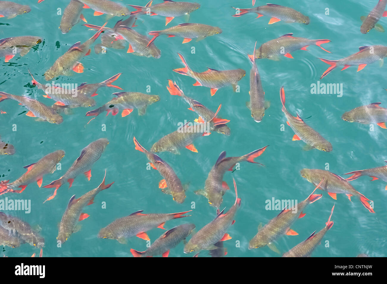 Pattern of school of red tail fish in green water Stock Photo - Alamy