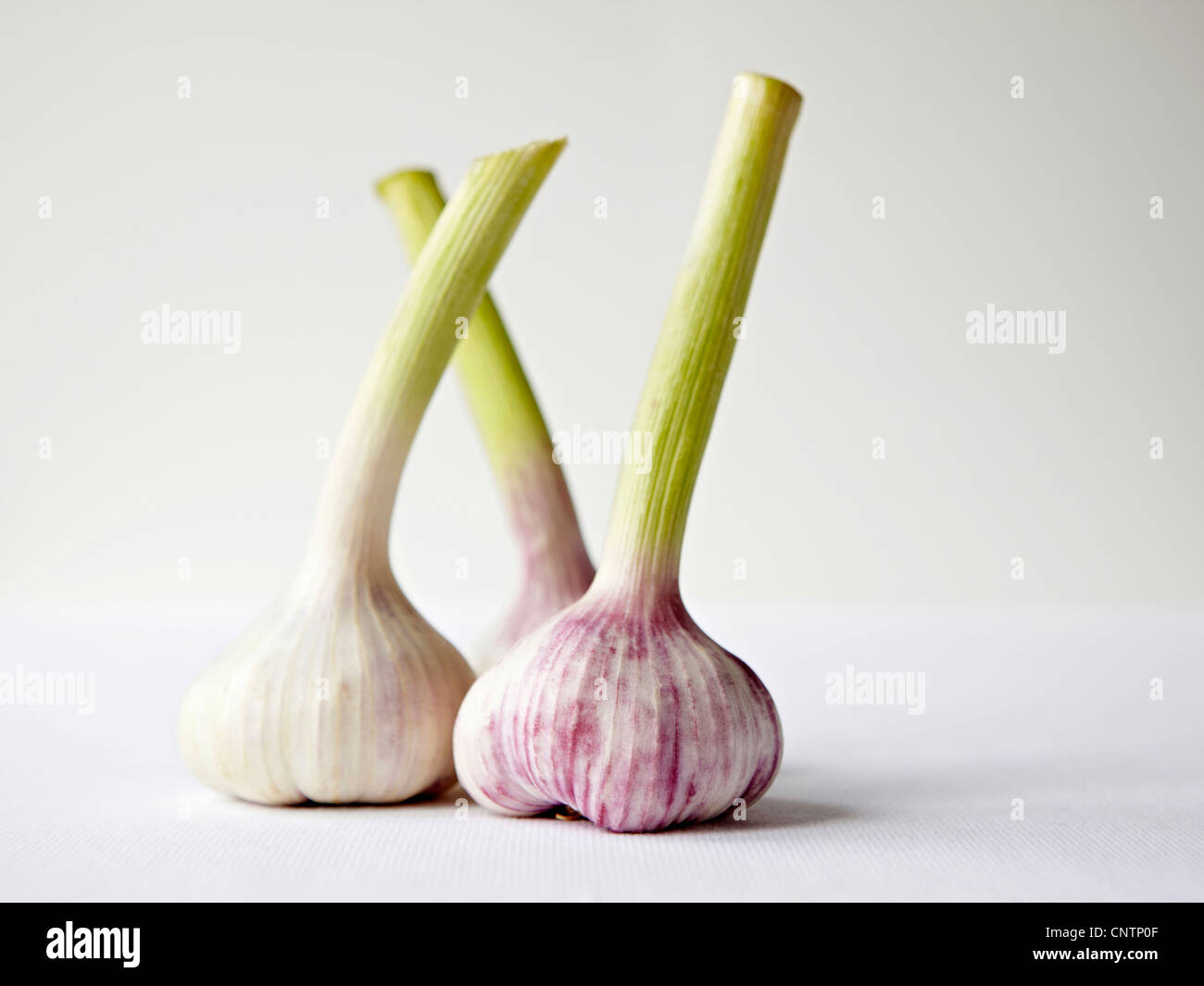 Garlic still life hi-res stock photography and images - Alamy