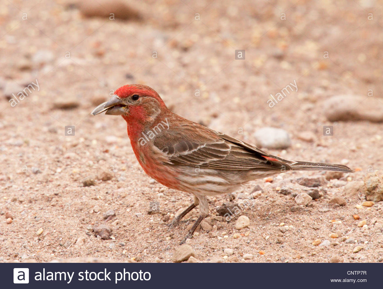 House Finch High Resolution Stock Photography and Images - Alamy