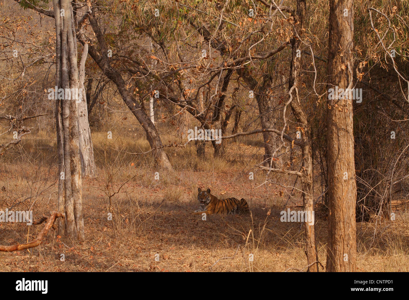 Royal Bengal Tiger in Dry Deciduous Habitat Stock Photo - Alamy