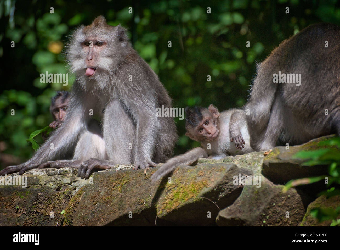 Macaque (Macaca fascicularis) monkeys seen in the Sacred Monkey Forest ...