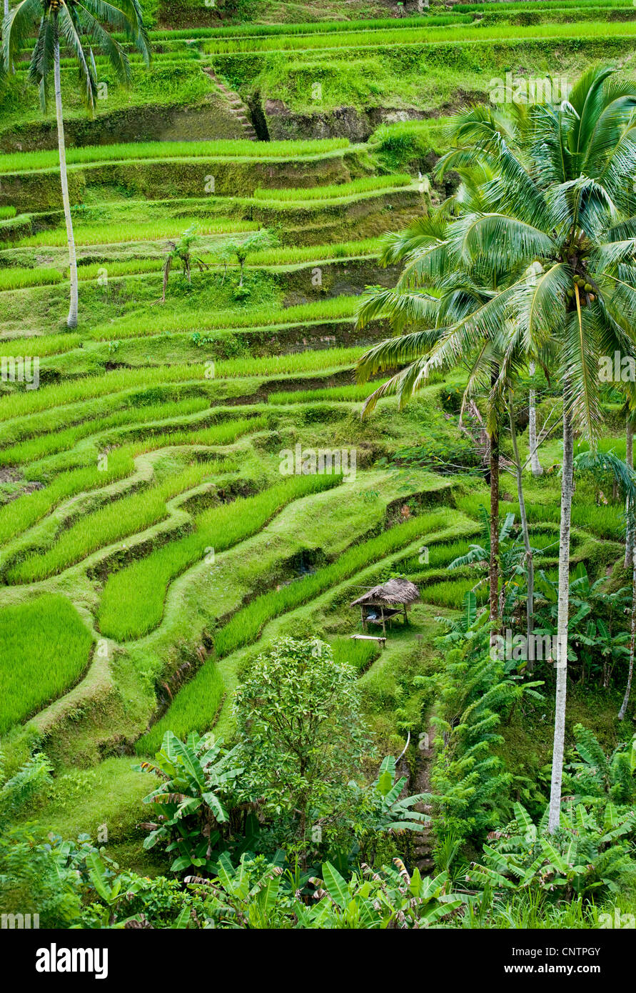 Some of the most spectacular and dramatic rice terraces in Bali ...