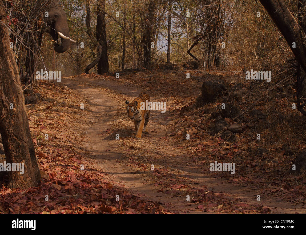 Elephant tracking of a Royal Bengal Tiger Stock Photo - Alamy