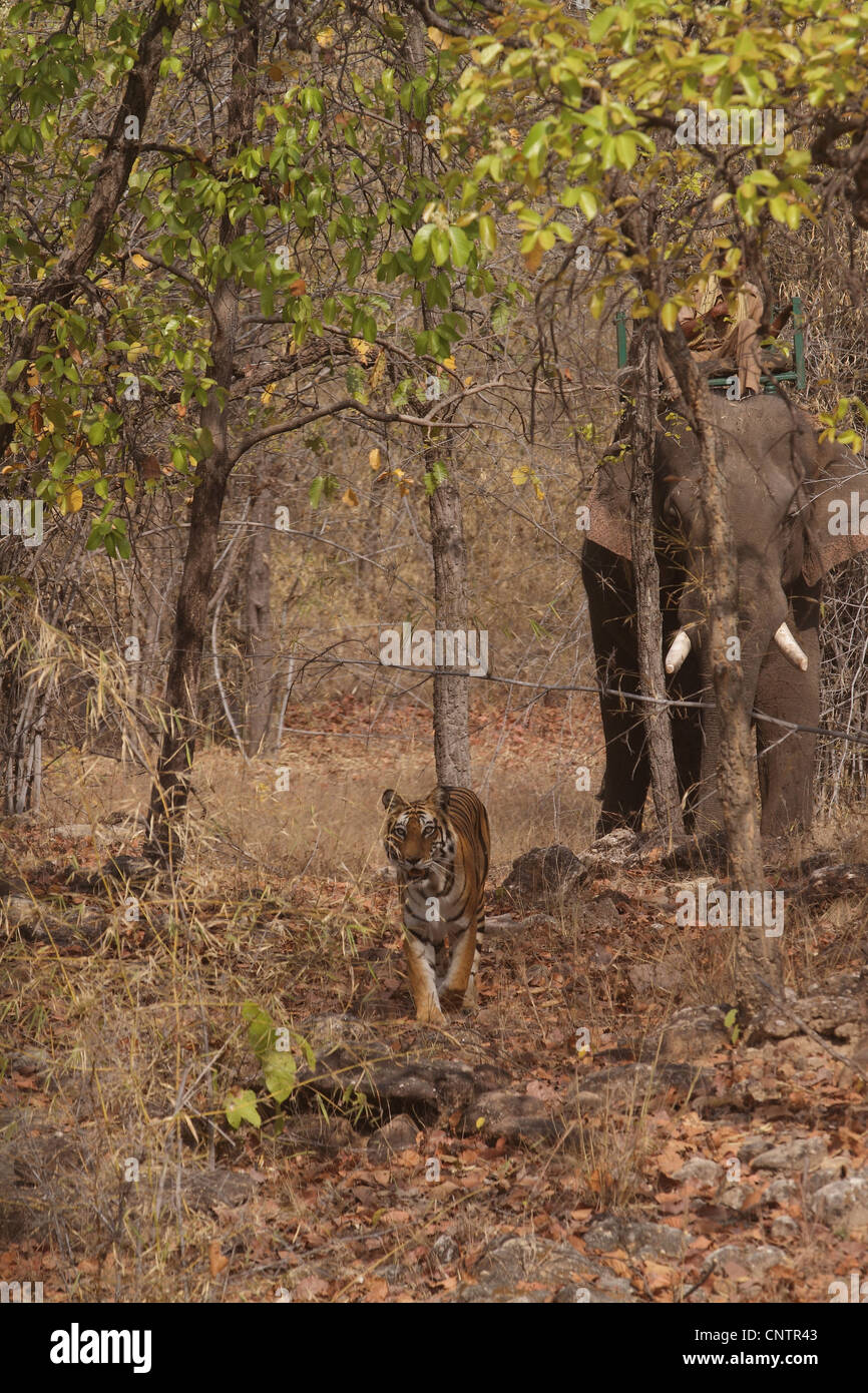 Elephant tracking of a Royal Bengal Tiger Stock Photo - Alamy