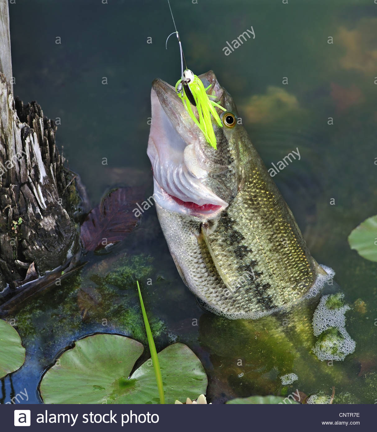 Bass Fishing Stock Photos & Bass Fishing Stock Images - Alamy