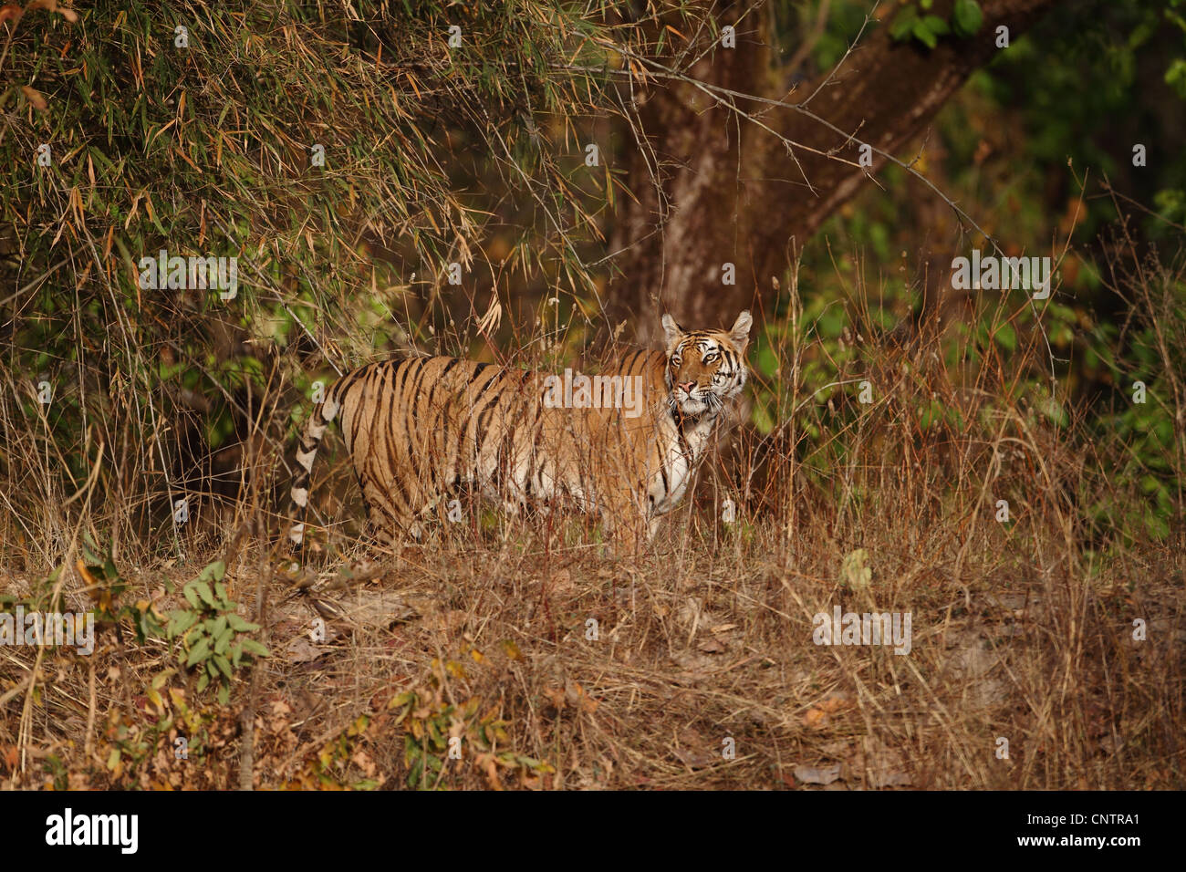 Royal Bengal Tiger in Dry Deciduous Habitat Stock Photo - Alamy