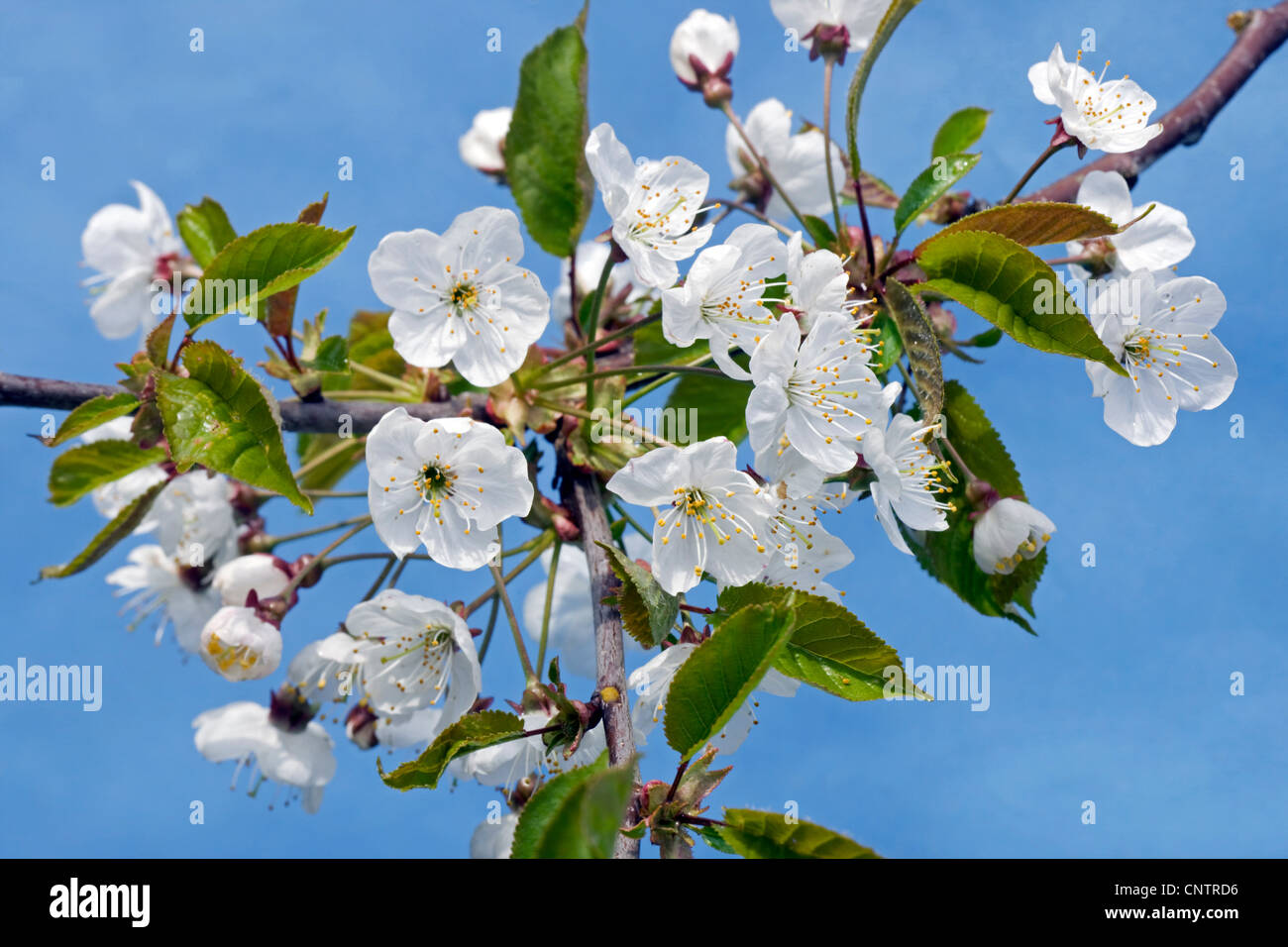 Blossoming Wild cherry / Sweet cherry (Prunus avium) with buds bursting ...