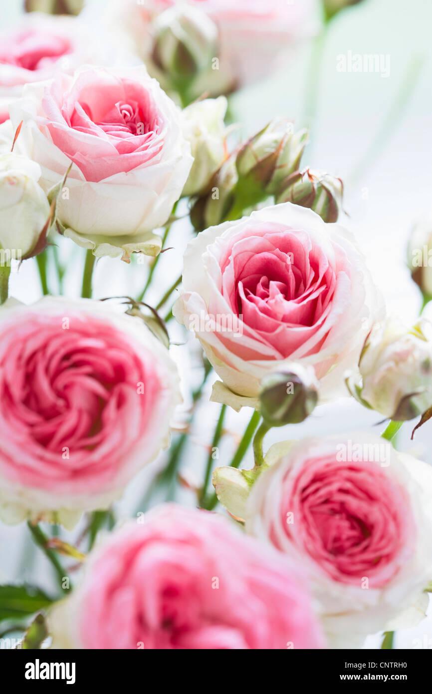 Close up of blooming pink roses Stock Photo - Alamy