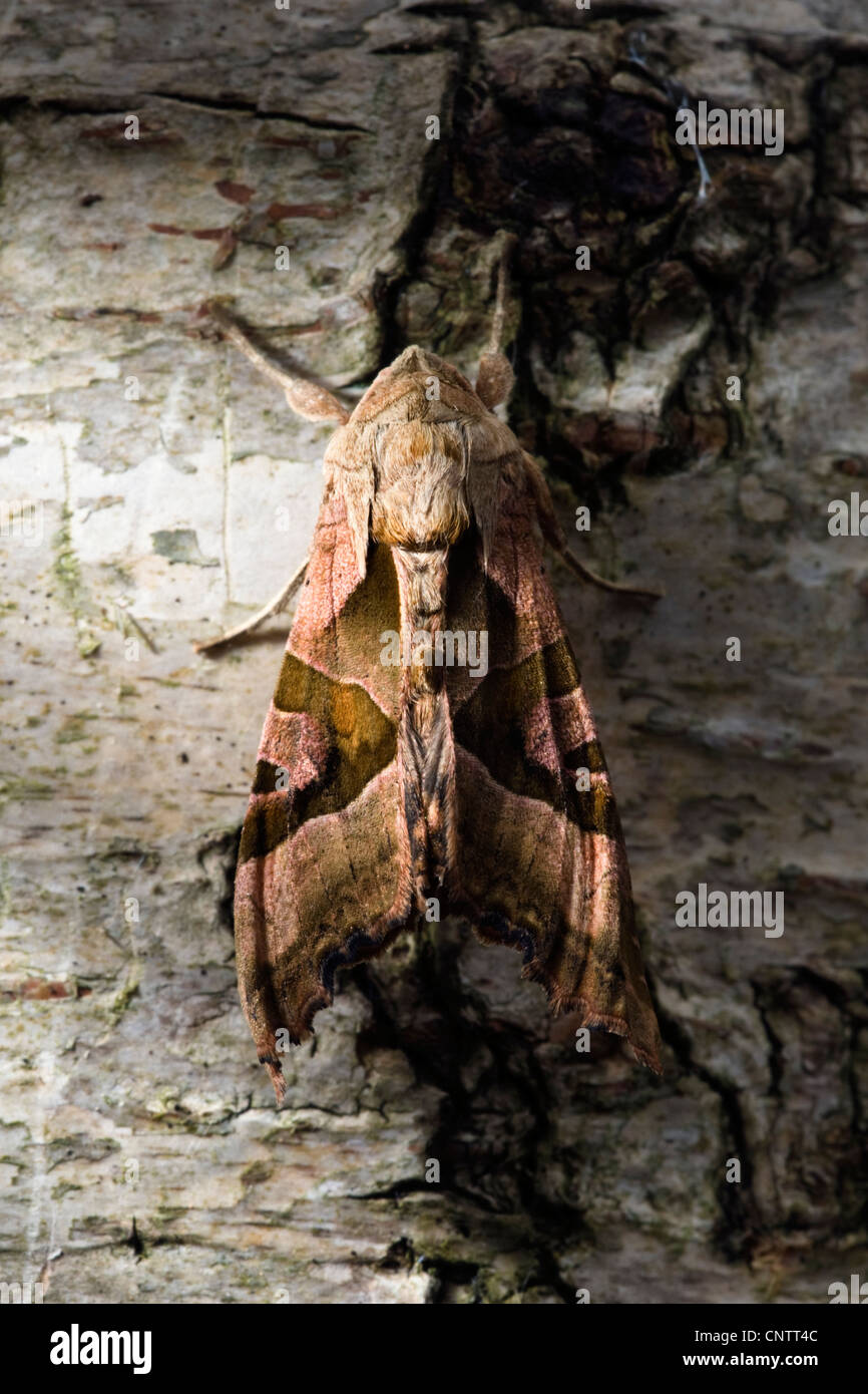 Angle Shades moth on silver birch tree Stock Photo - Alamy