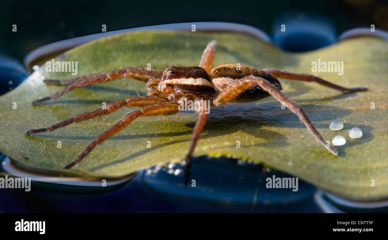 Raft spider hunting on floating vegetation Stock Photo - Alamy