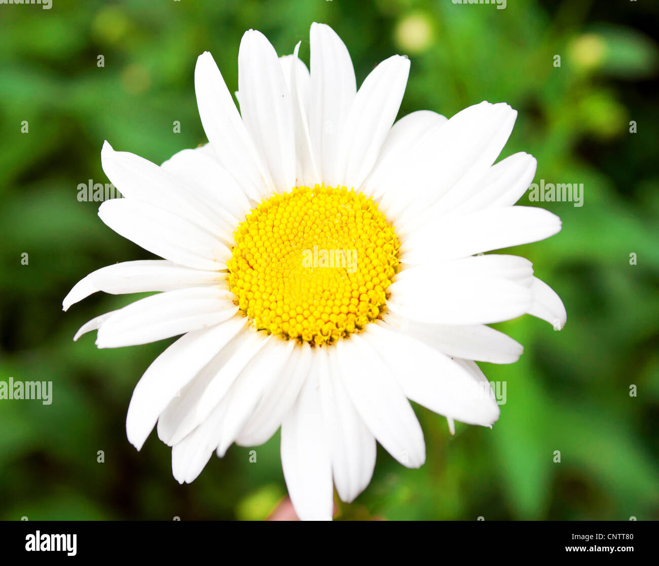 Beautiful daisy flower macro shot Stock Photo - Alamy