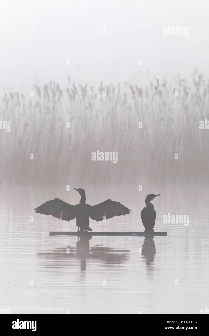 Drying off hi-res stock photography and images - Alamy