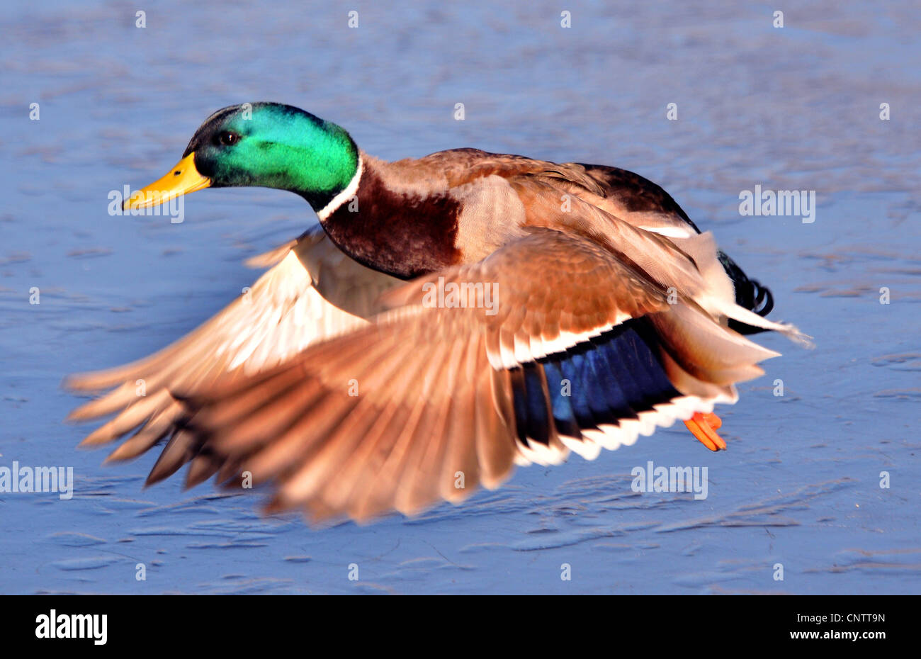 Mallatrd duck hi-res stock photography and images - Alamy