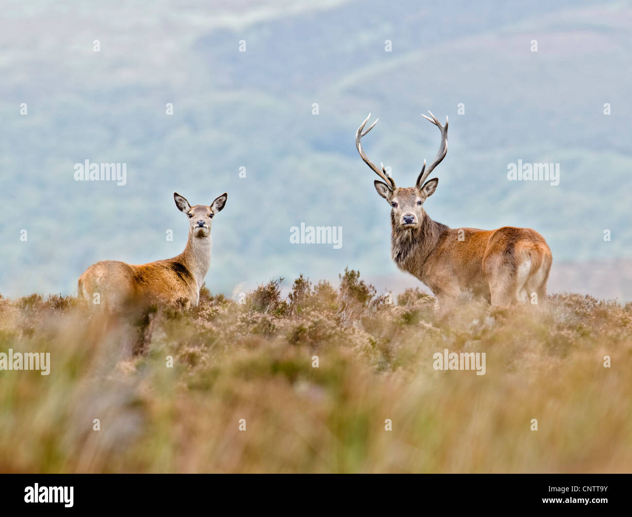 Red deer stag and hind on Exmoor Stock Photo - Alamy