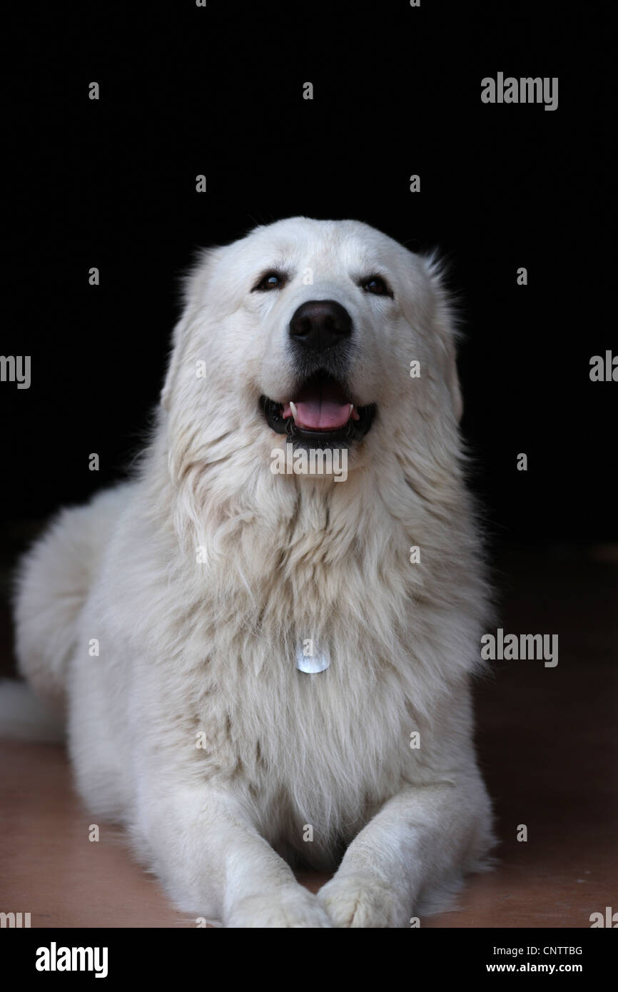 Shepherd dogs italy hi-res stock photography and images - Alamy