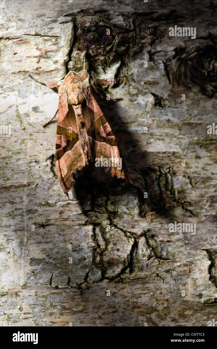 Angle Shades moth on silver birch tree Stock Photo - Alamy