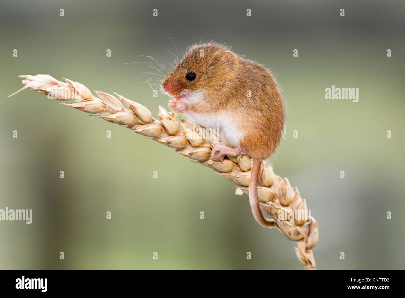 Harvest Mouse; Micromys minutus; on ear of corn; UK Stock Photo - Alamy