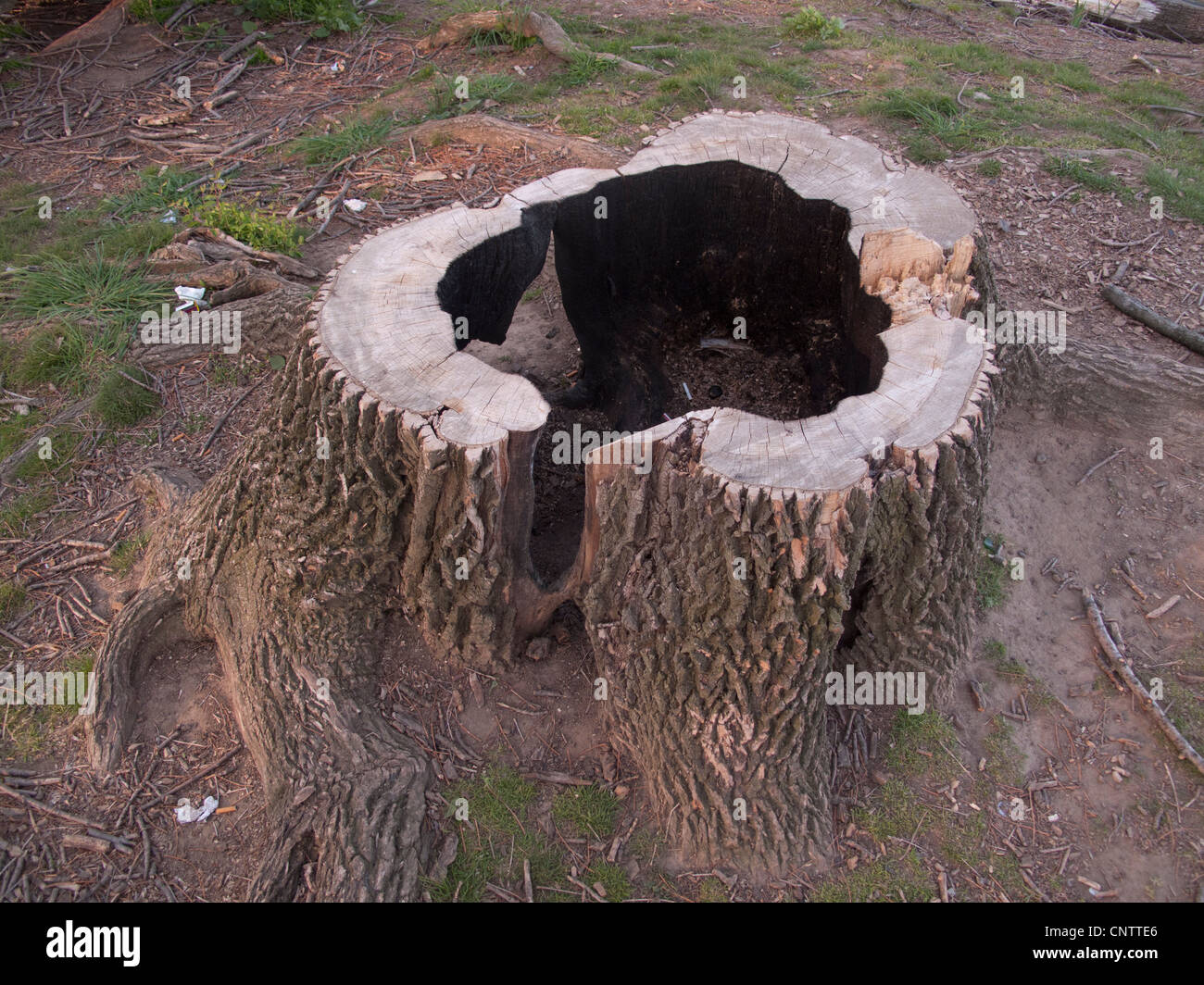 Hollow tree stump hi-res stock photography and images - Alamy