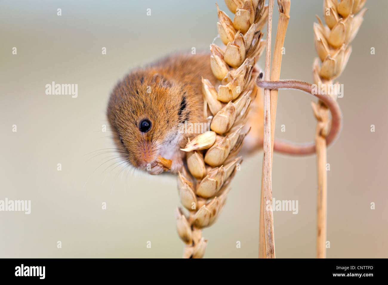 Harvest Mouse; Micromys minutus; on ear of corn; UK Stock Photo - Alamy