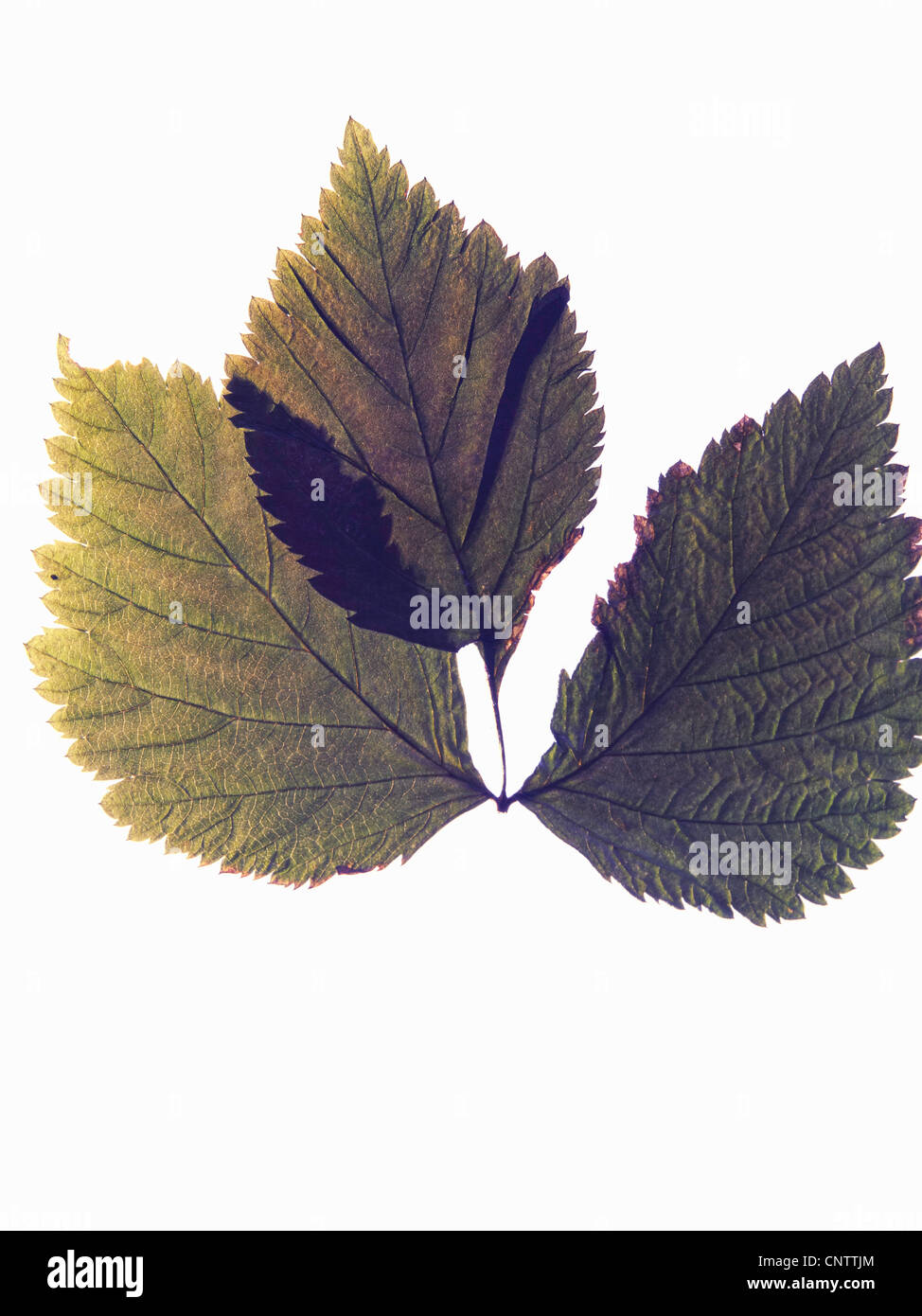 Close up of dried leaf specimen Stock Photo - Alamy