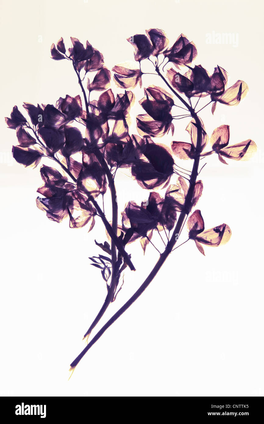 Close up of dried flower specimen Stock Photo - Alamy