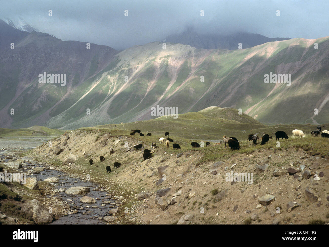Central asia steppes hi-res stock photography and images - Alamy