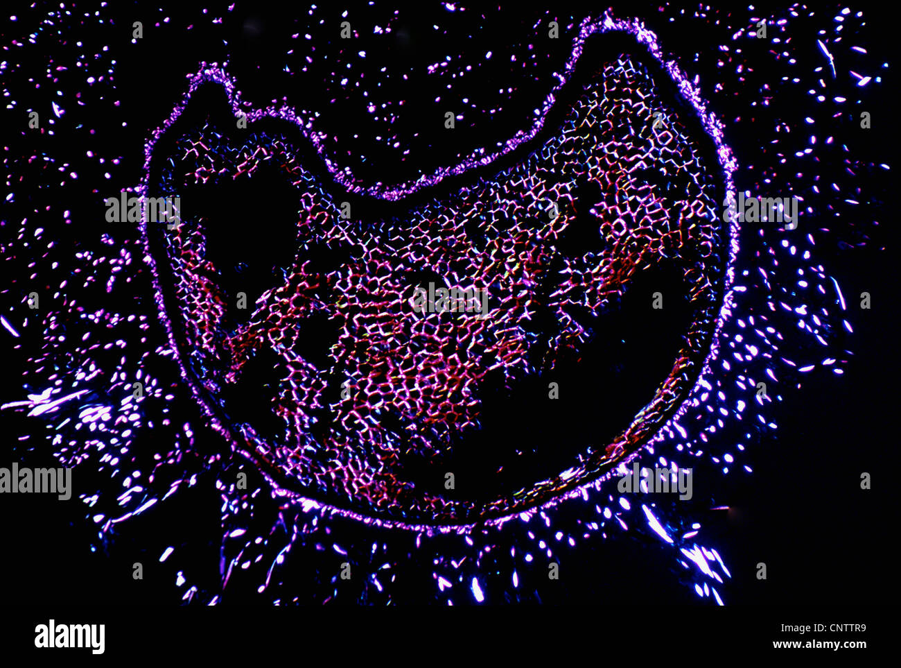 Human feces hi-res stock photography and images - Alamy