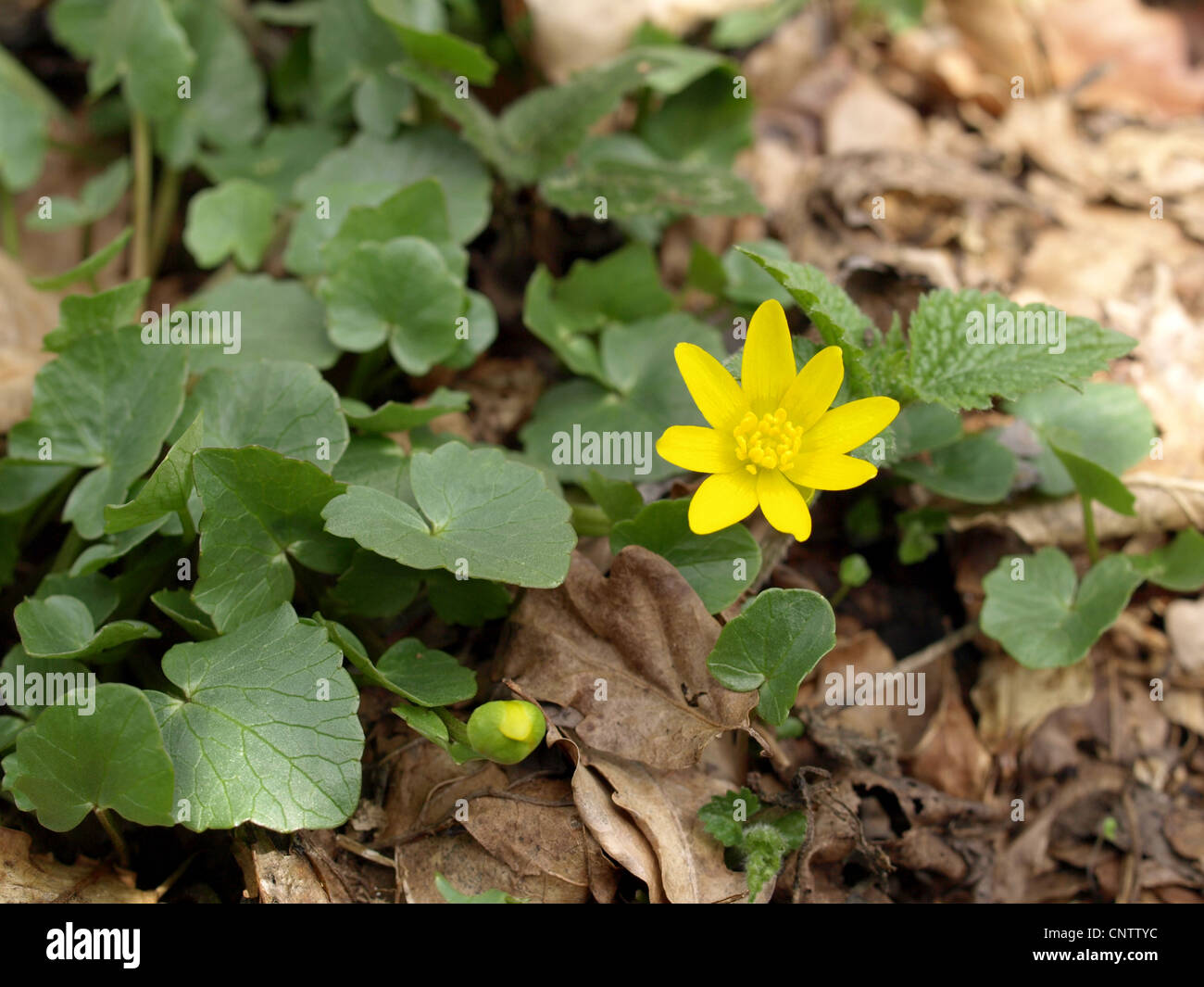 Lesser celandine / Ranunculus ficaria / Scharbockskraut Stock Photo - Alamy