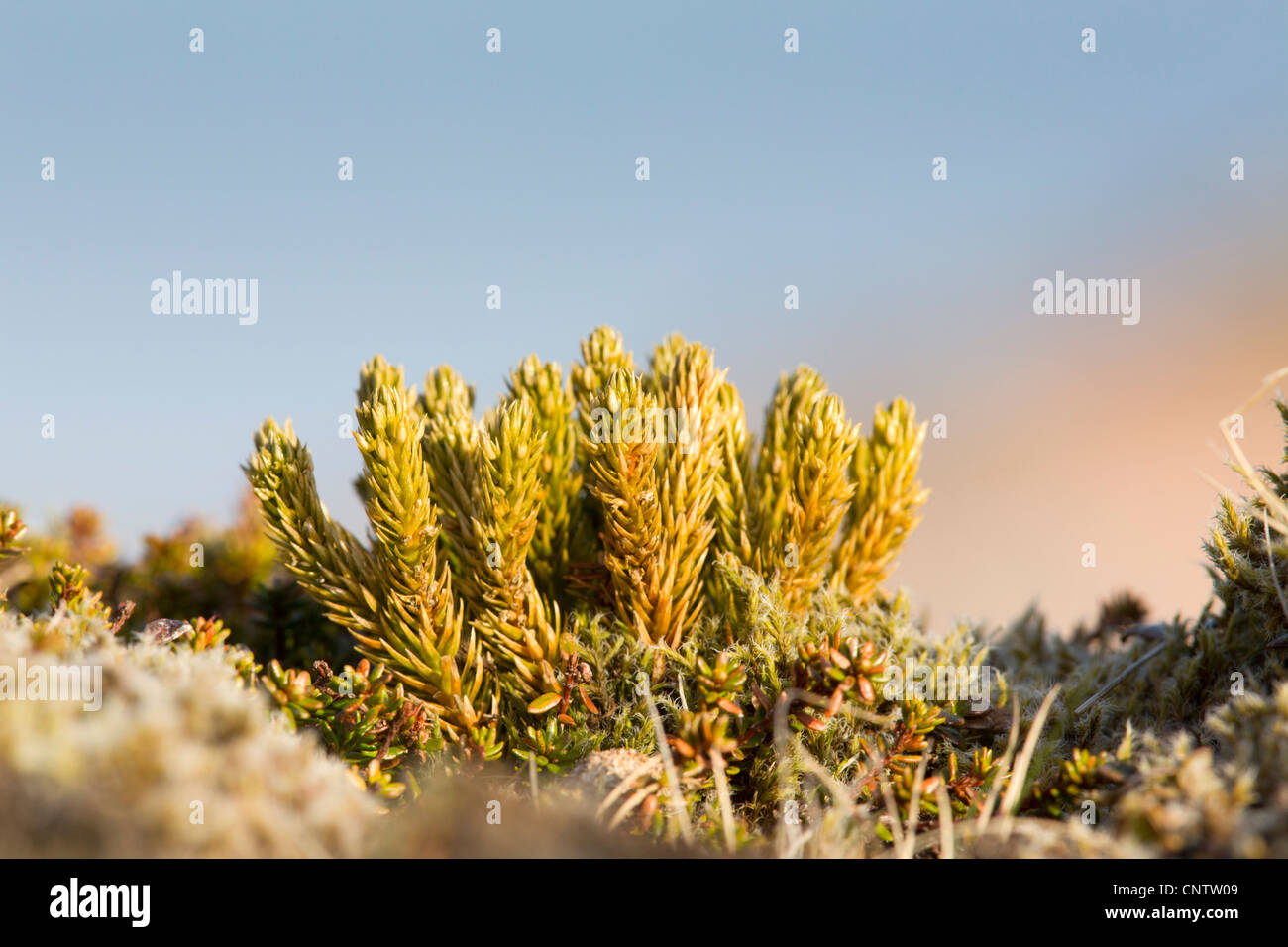 Dwarf juniper hi-res stock photography and images - Alamy