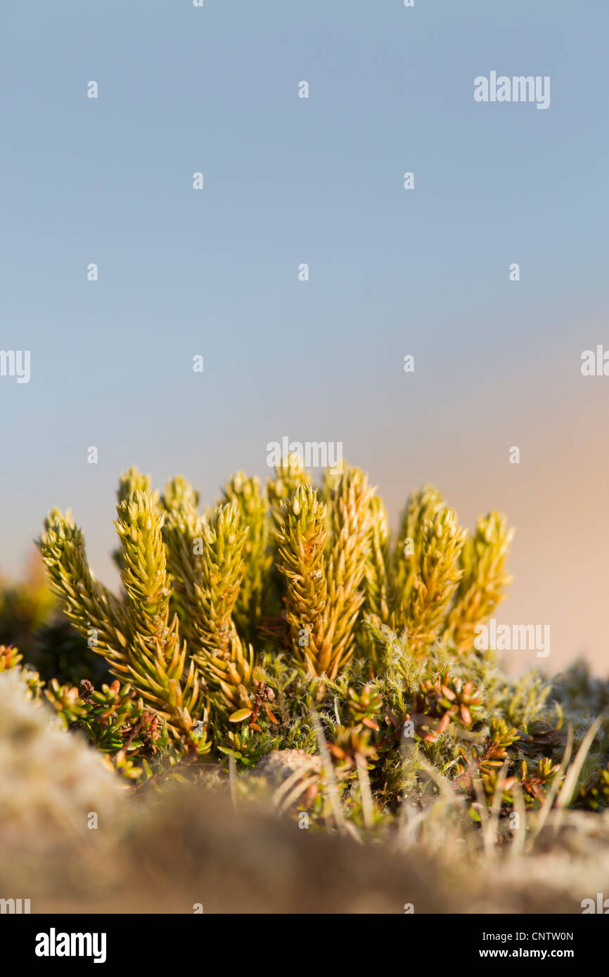 Juniper bush scotland hi-res stock photography and images - Alamy