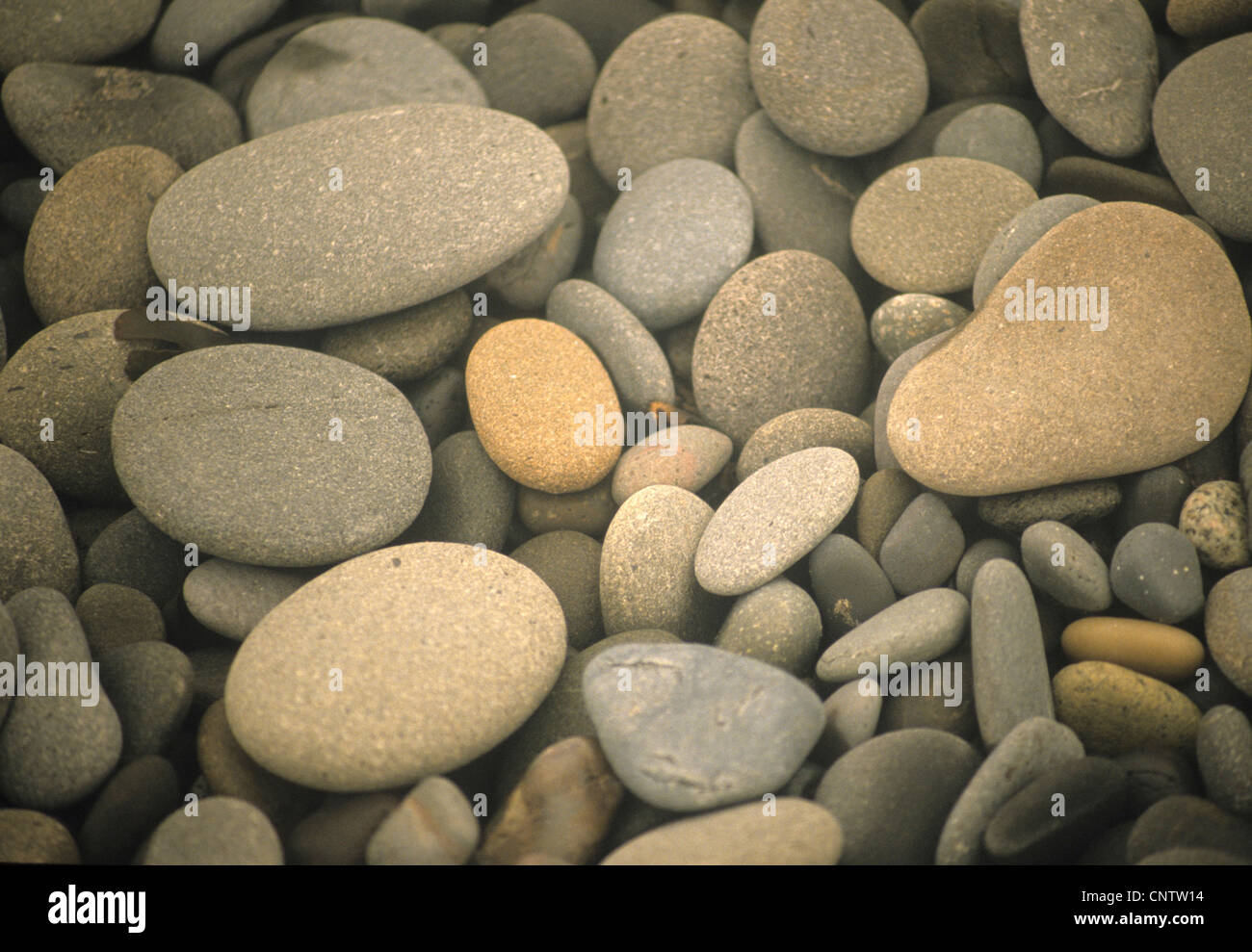 Beach rocks, rounded with wear, Olympic National Park, Washington Stock ...