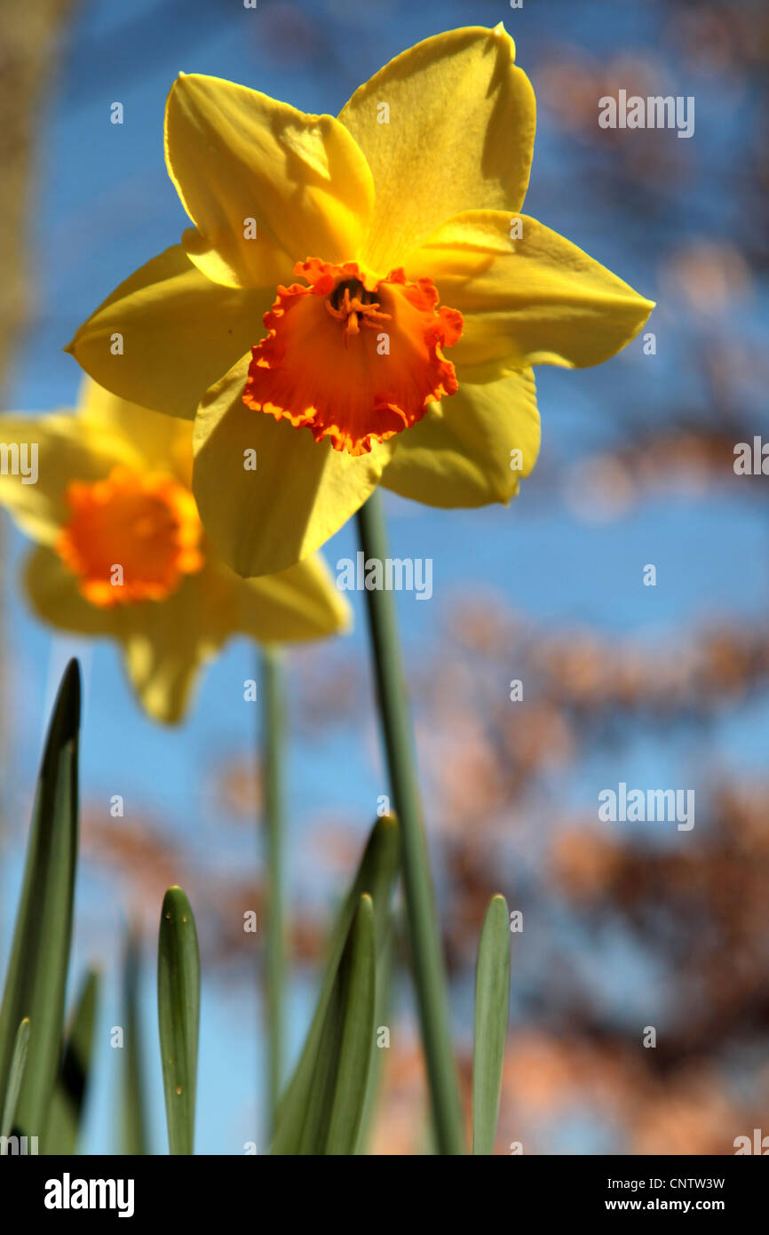 Spring has sprung Stock Photo - Alamy