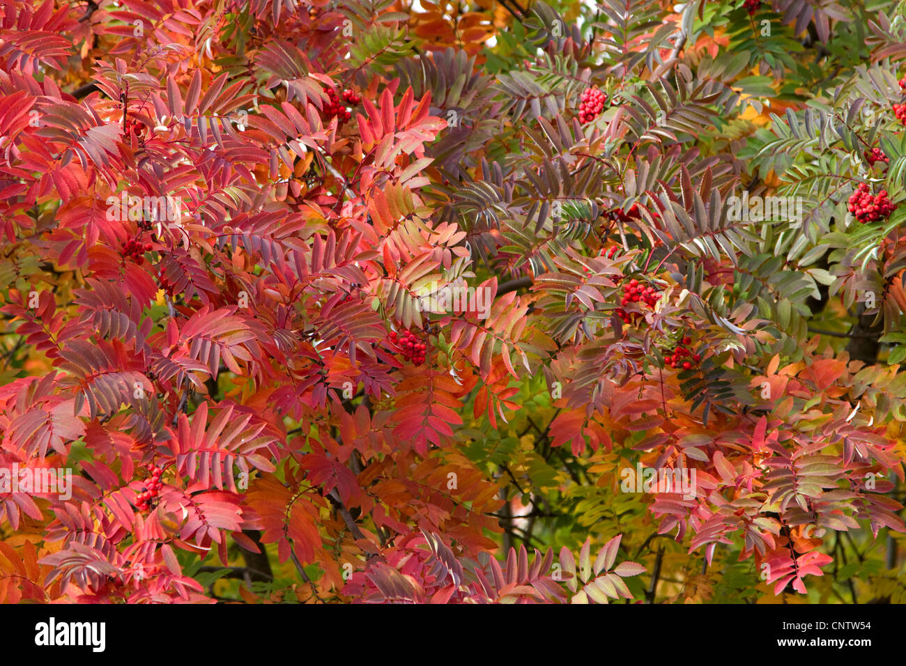 autumn rowan leaves in the trees as the background Stock Photo - Alamy