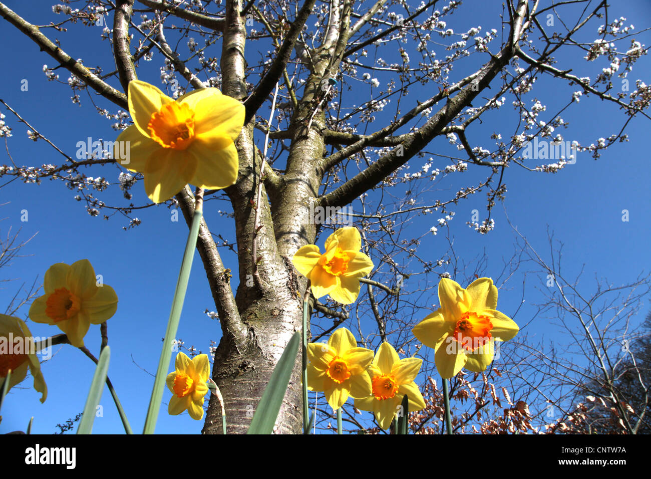 Spring has sprung Stock Photo - Alamy