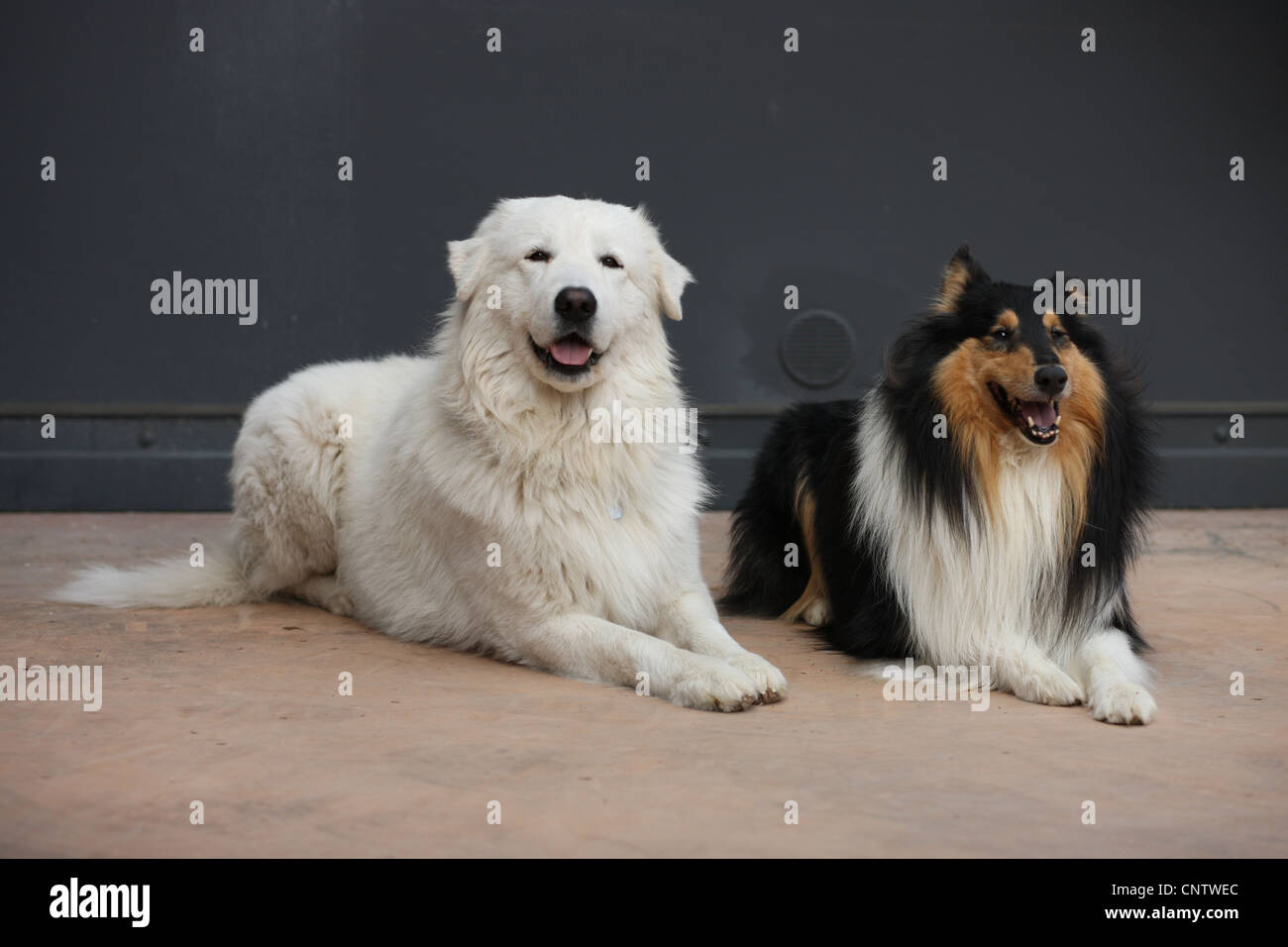 Maremma Shepherd High Resolution Stock Photography and Images - Alamy