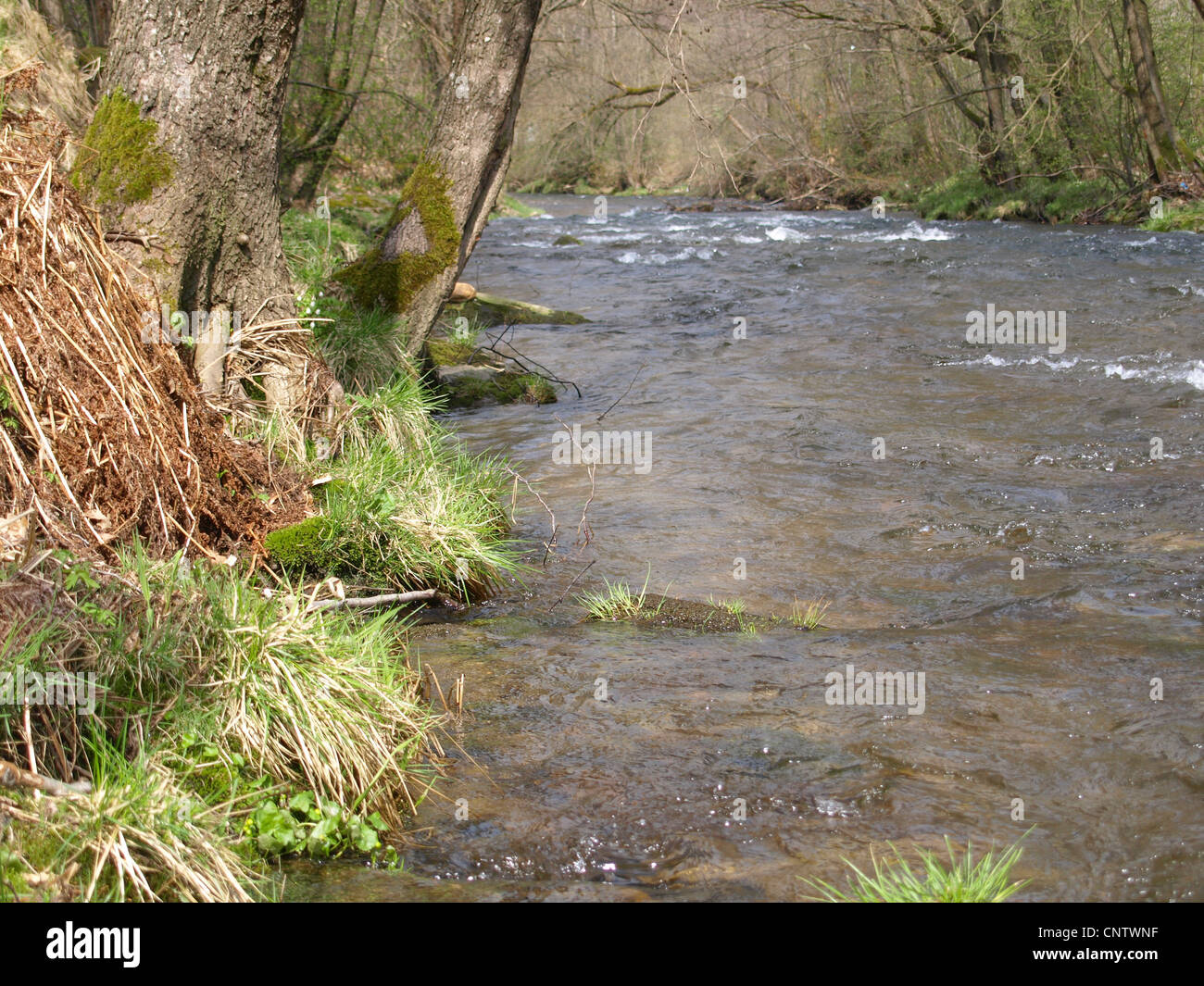 river "White Rain" Bavarian Forest Germany / Fluss "Weisser Regen ...