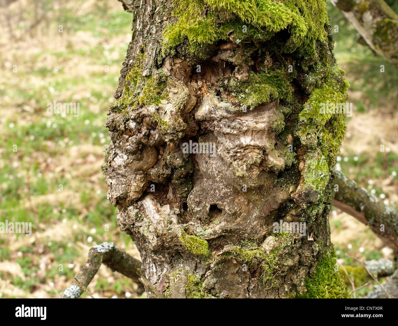 Oak tree bole hi-res stock photography and images - Alamy
