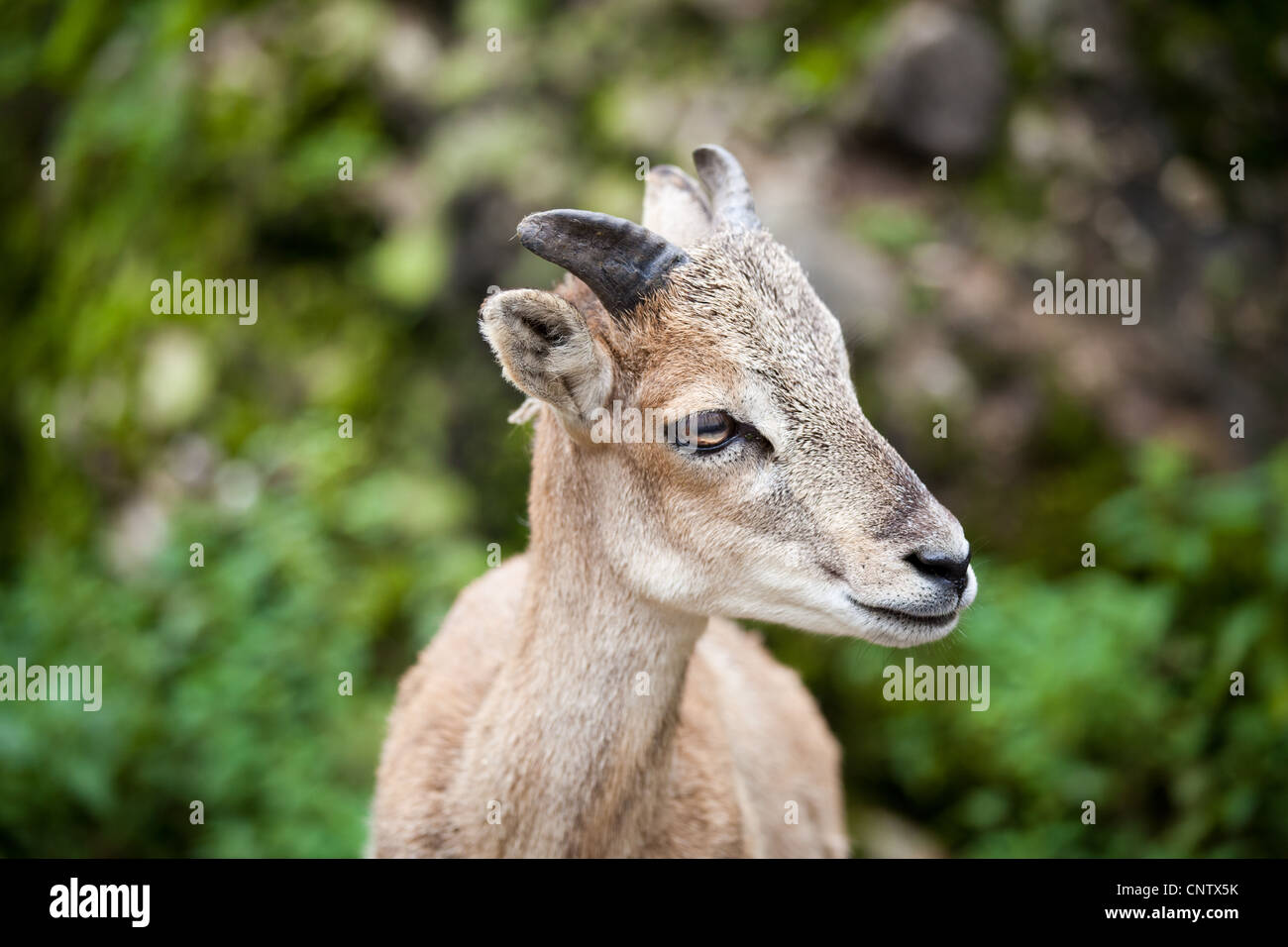West Caucasian tur (Capra caucasica Stock Photo - Alamy