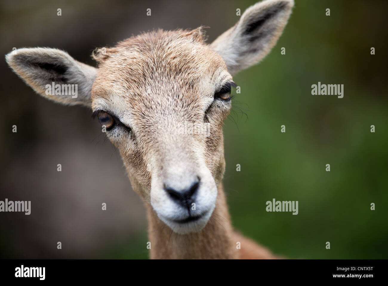 West Caucasian tur (Capra caucasica Stock Photo - Alamy