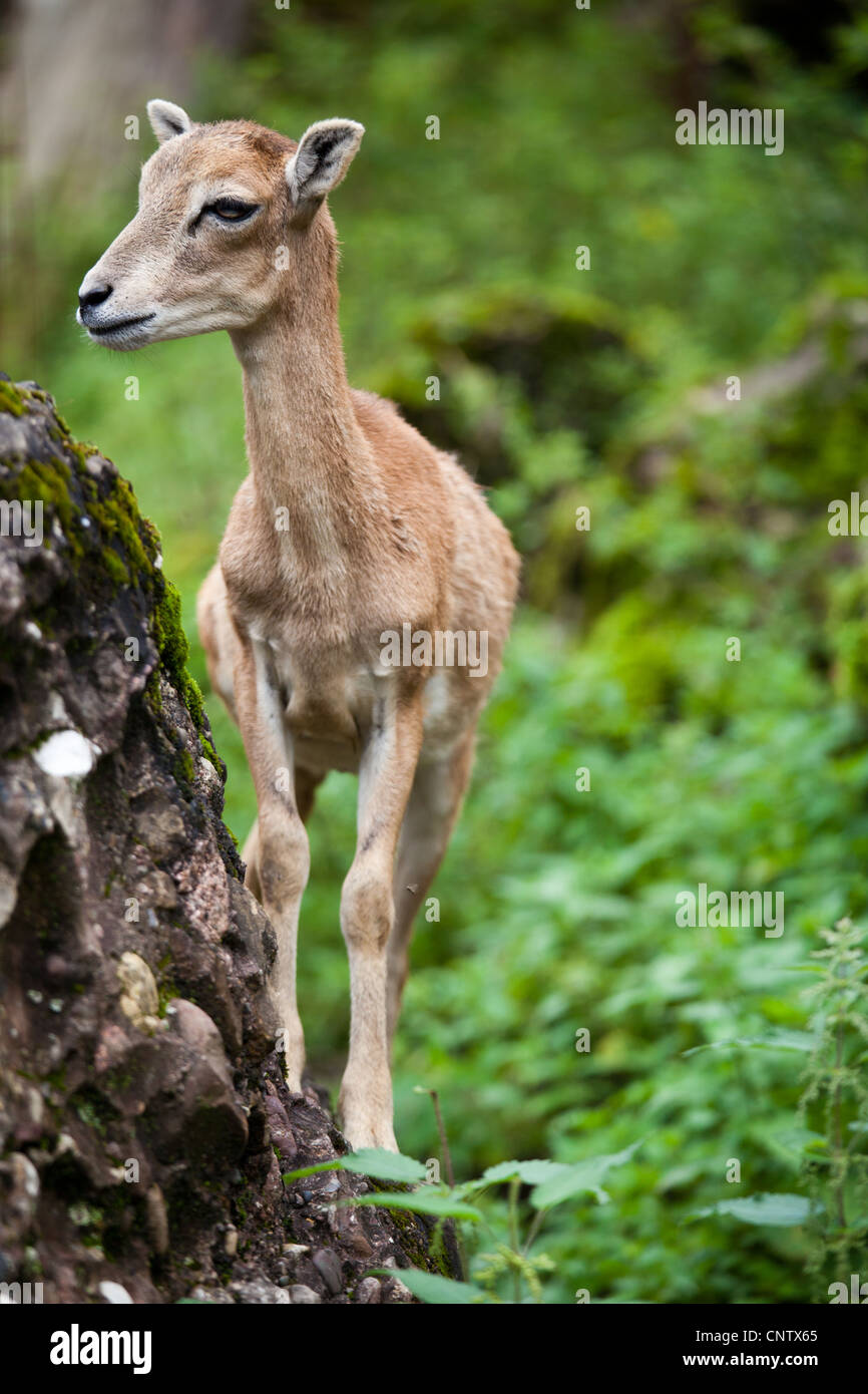 West Caucasian tur (Capra caucasica Stock Photo - Alamy