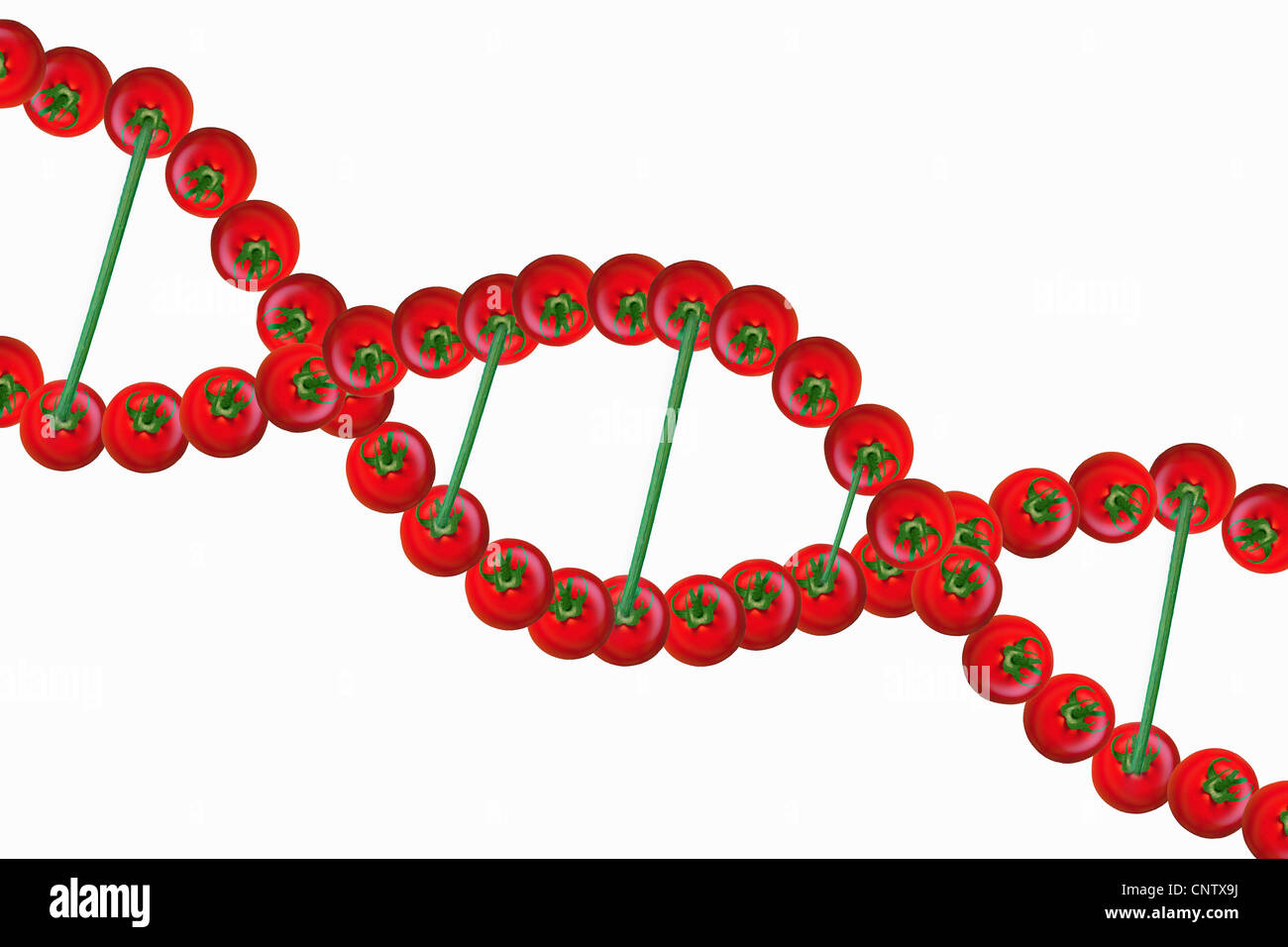 Tomatoes forming DNA helix Stock Photo - Alamy