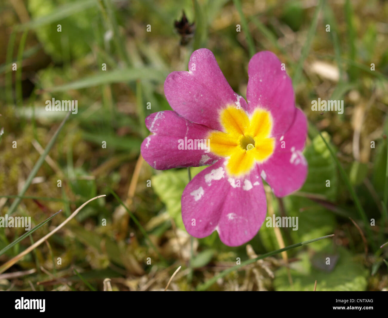 primrose / Primula vulgaris / Primel Stock Photo - Alamy
