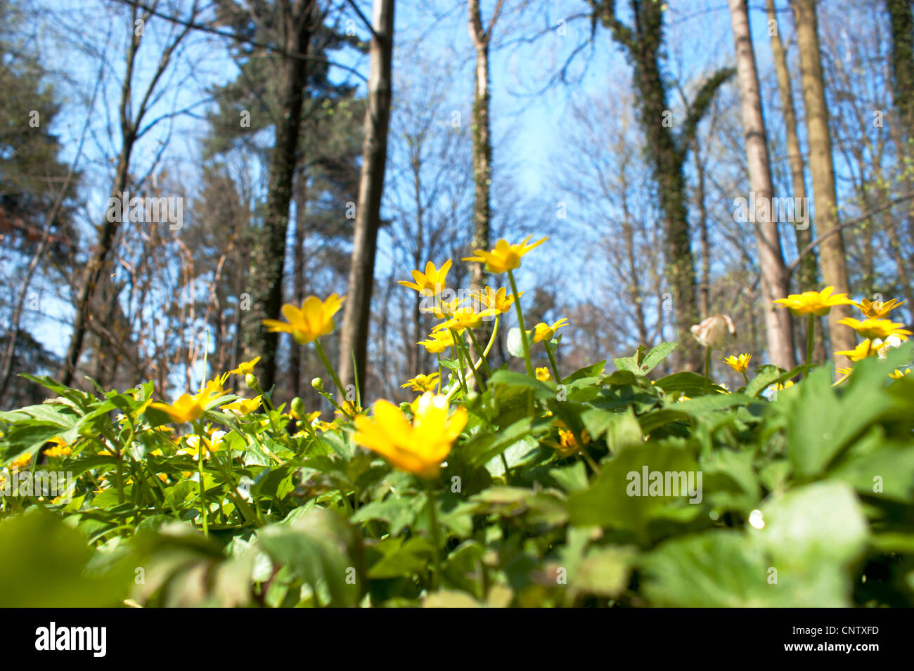 The first anemones hi-res stock photography and images - Alamy