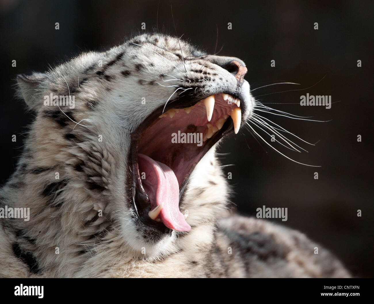 Snow Leopard Teeth