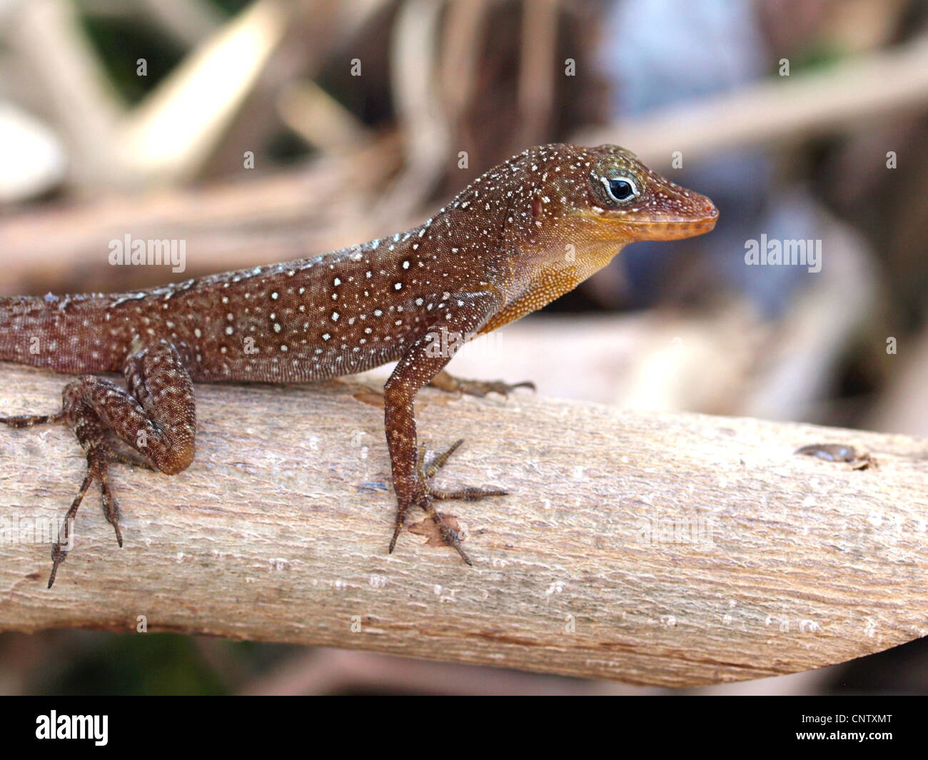A Zandoli lizard (Anolis oculatus) aka Dominican anole, eyed anole, on ...