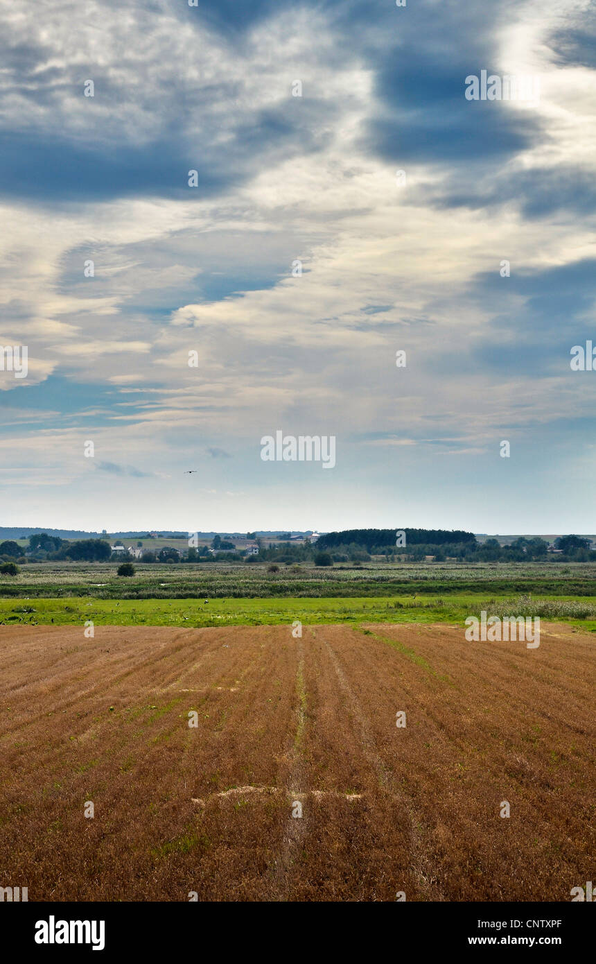 A stubble field Stock Photo - Alamy