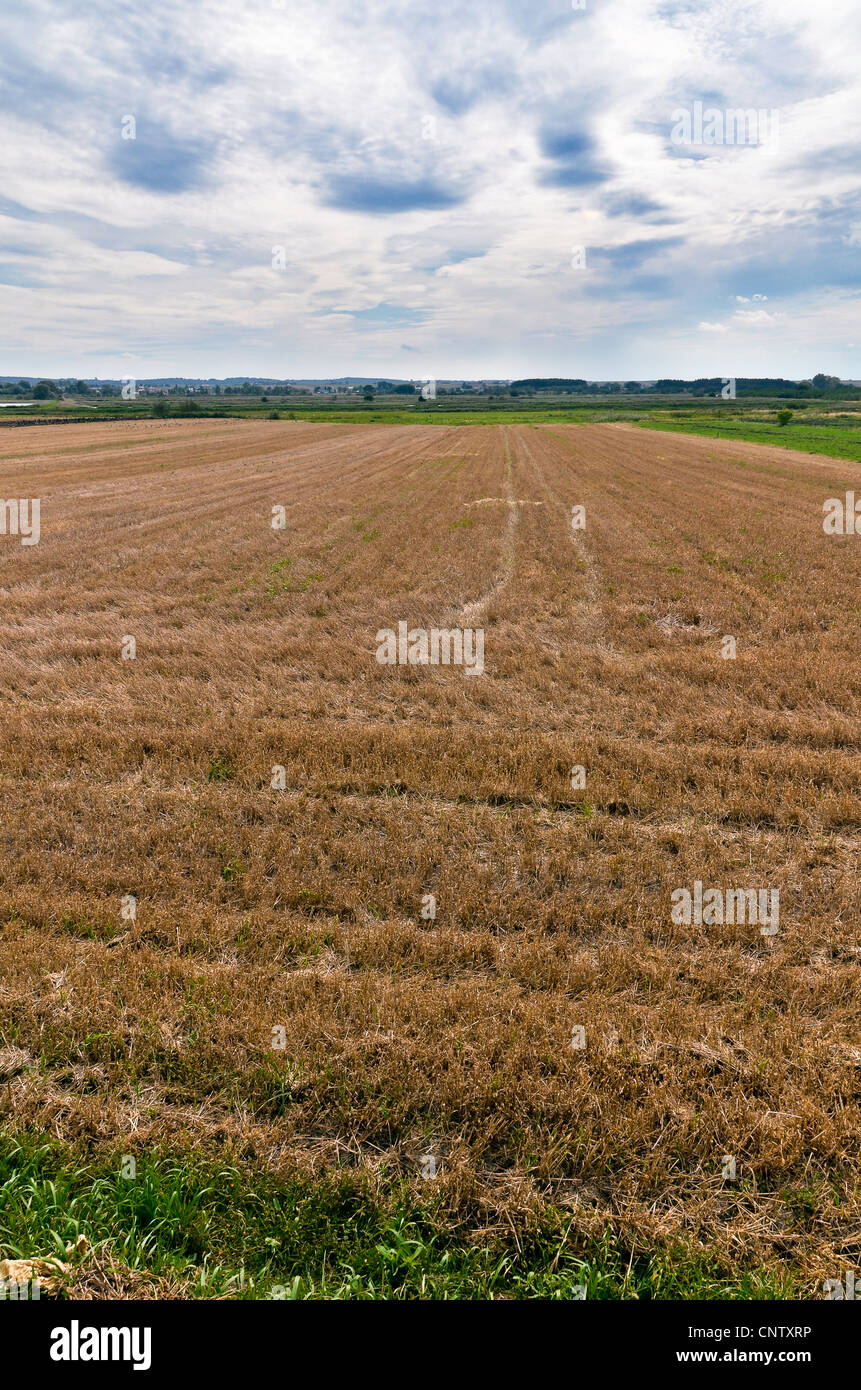 A stubble field Stock Photo - Alamy