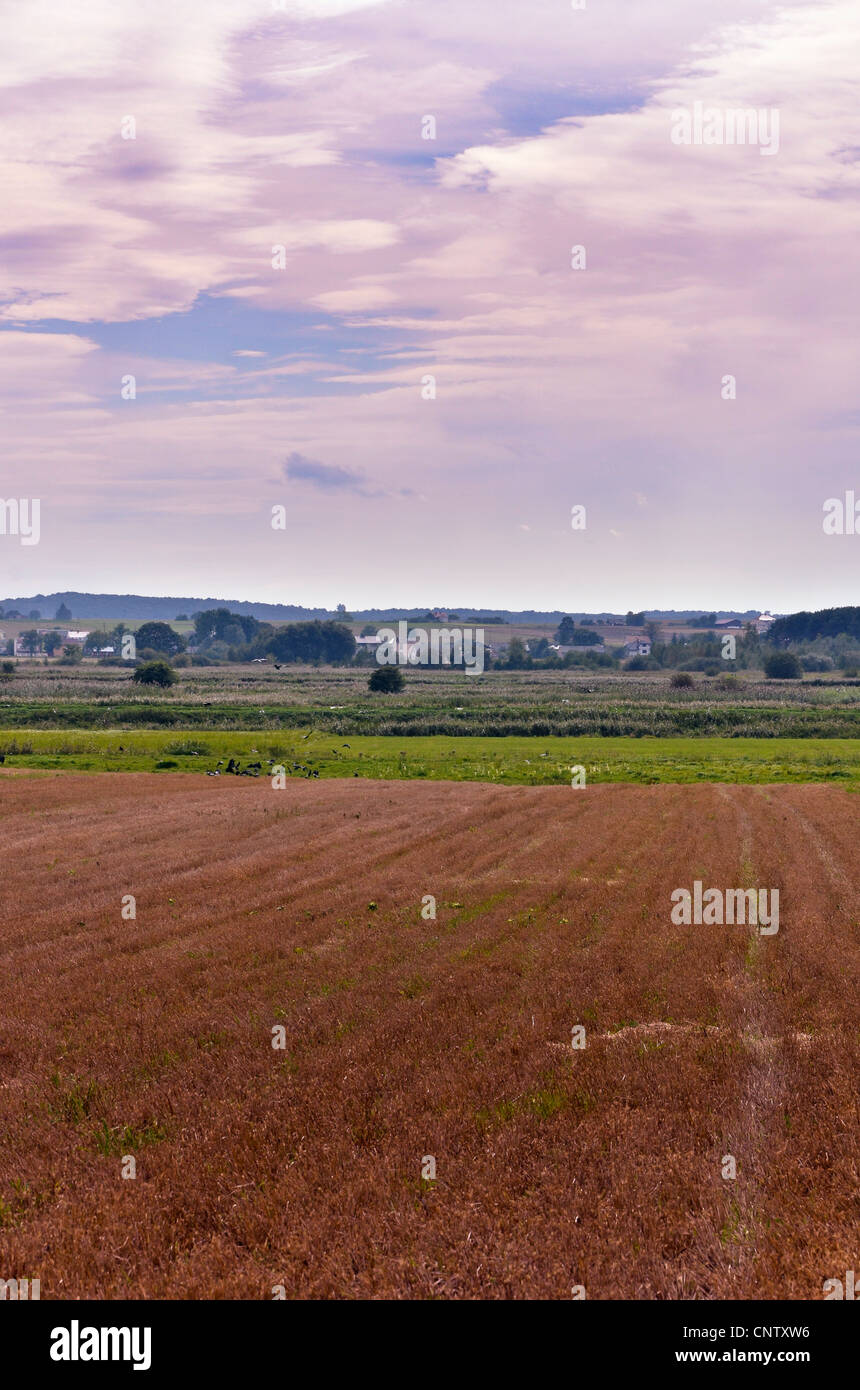 A stubble field Stock Photo - Alamy