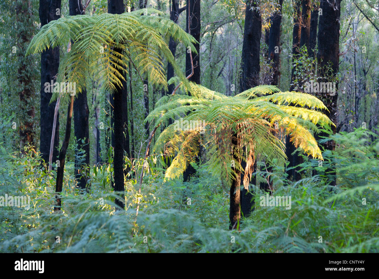 Yarra ranges hi-res stock photography and images - Alamy
